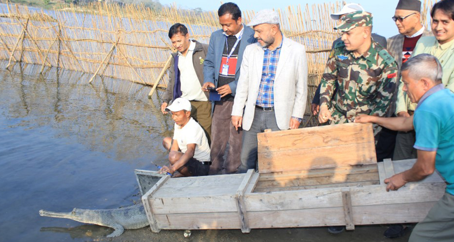 २० घडियाल गोही राप्ती नदीमा छाडियो - State Nepal News