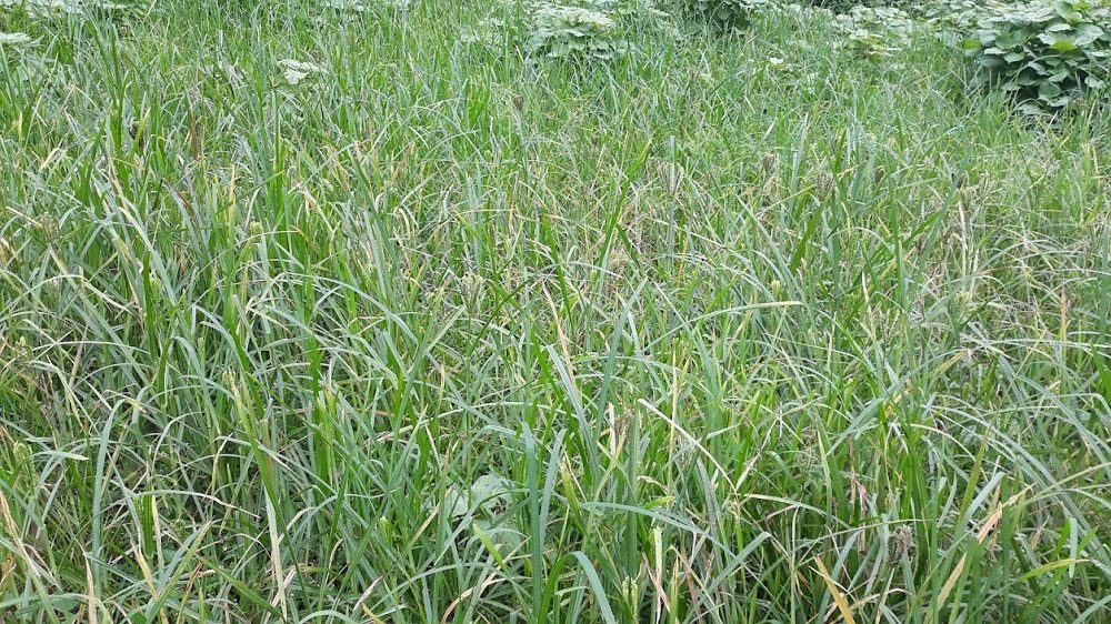 वर्षौंदेखिको बाँझो बारीमा कोदोखेती - State Nepal News